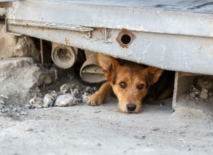 Buddhist Monk Rescues 8,000 Stray Dogs in China and Finds Them New ...