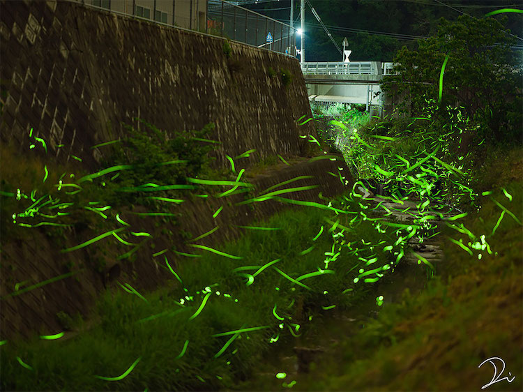 Photographer Captures The Magical Firefly Season In Japan