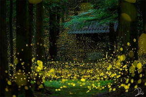 Photographer Captures the Magical Firefly Season in Japan