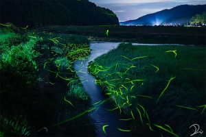 Photographer Captures the Magical Firefly Season in Japan