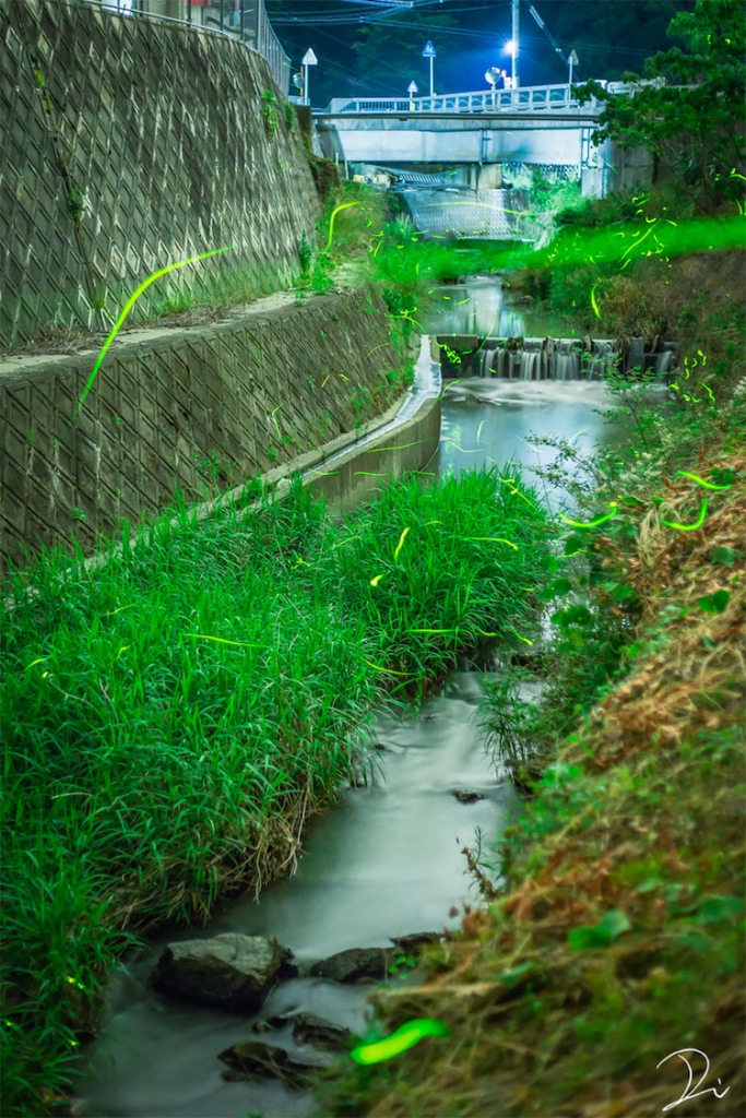 Photographer Captures the Magical Firefly Season in Japan