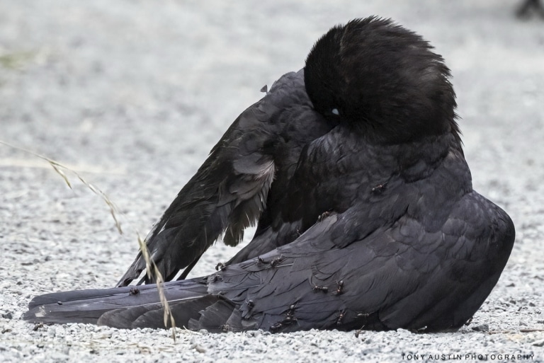Rare Site of a Crowing Taking a Bath of Ants Captured on Film