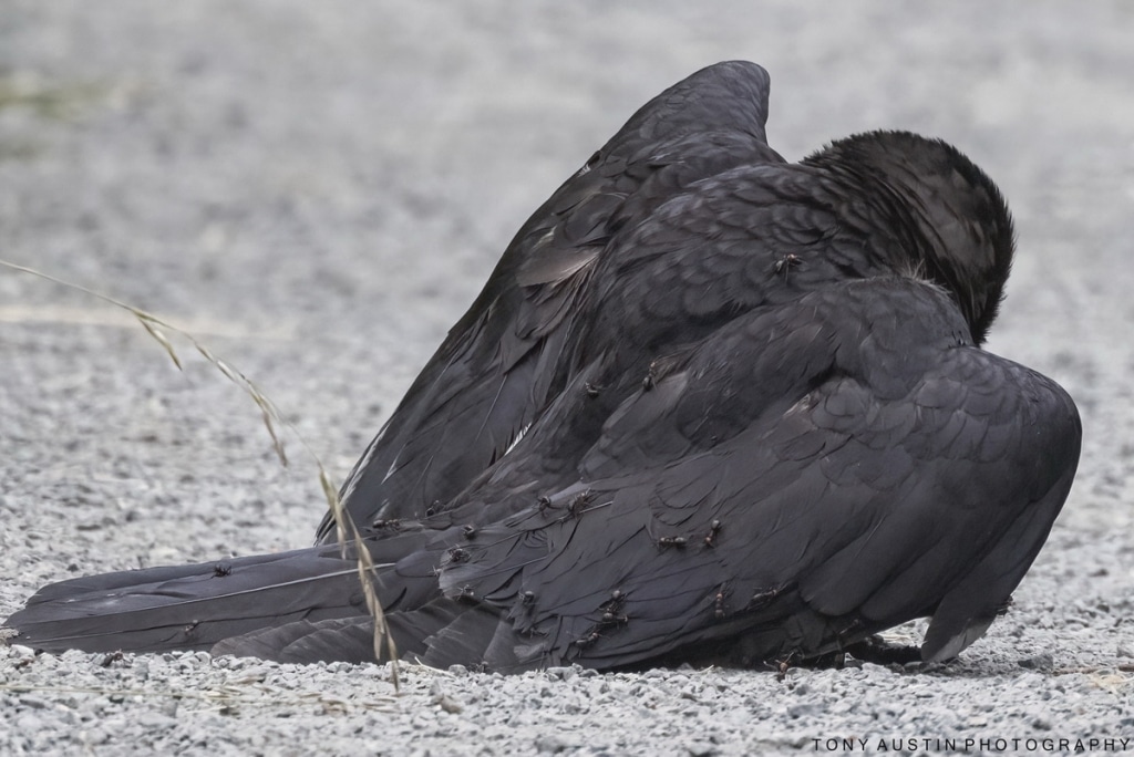 Rare Site of a Crowing Taking a Bath of Ants Captured on Film
