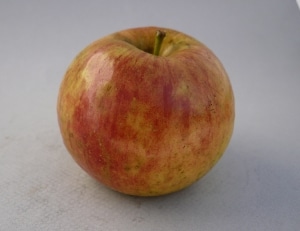 Retired Engineer Rescues Heritage Varieties With His “Apple Search”