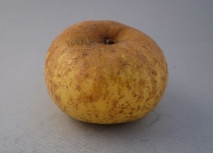 Retired Engineer Rescues Heritage Varieties With His “Apple Search”