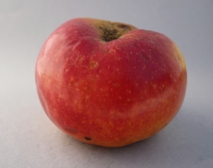 Retired Engineer Rescues Heritage Varieties With His “Apple Search”