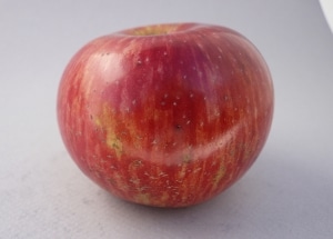 Retired Engineer Rescues Heritage Varieties With His “Apple Search”