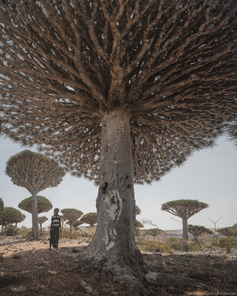 Photographer Captures the Beautiful Dragon's Blood Trees of Socotra