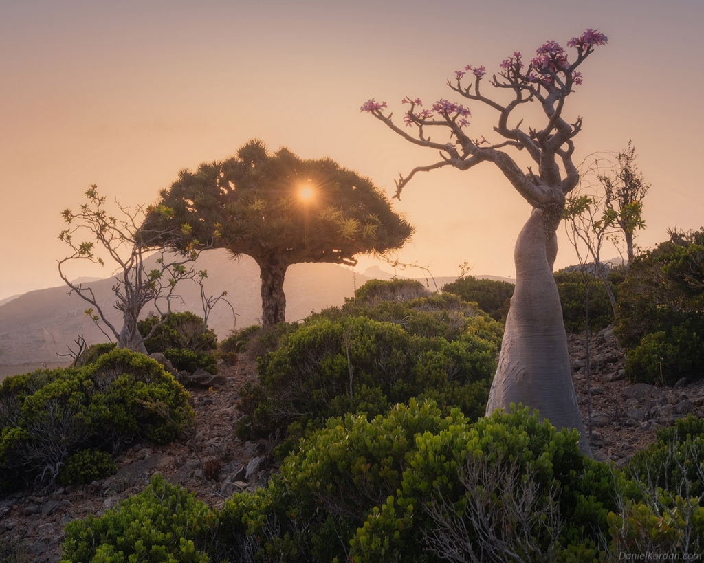 Photographer Captures the Beautiful Dragon's Blood Trees of Socotra