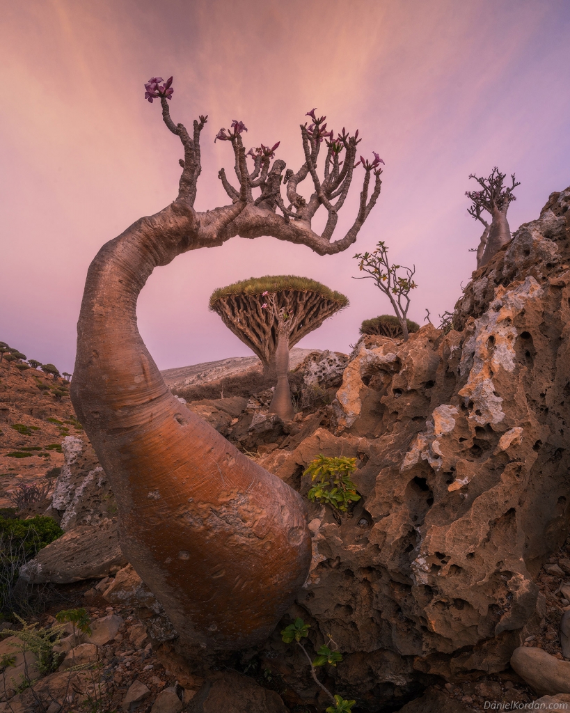 Photographer Captures the Beautiful Dragon's Blood Trees of Socotra