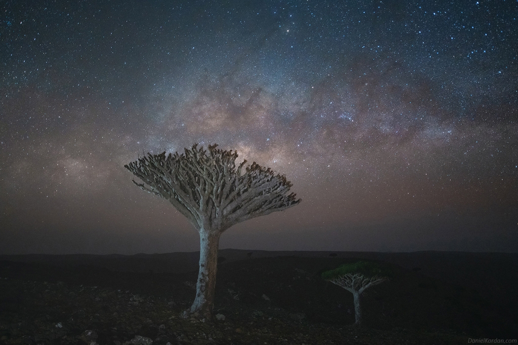 Photographer Captures the Beautiful Dragon's Blood Trees of Socotra