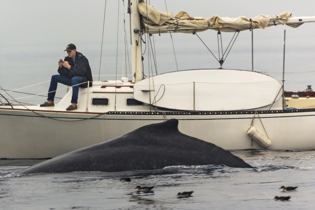 Learn the Story Behind This Viral Whale Watching Photo
