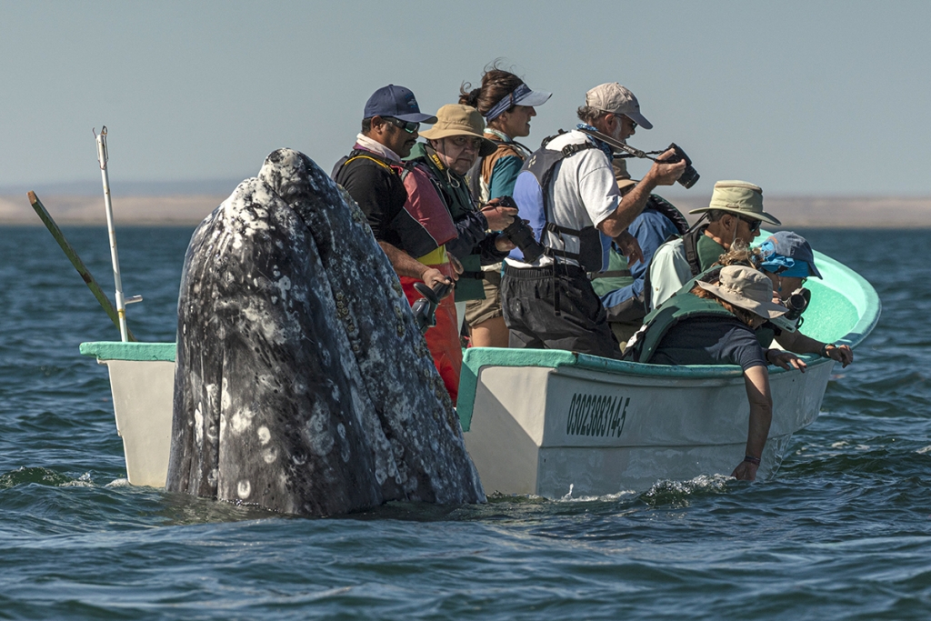 Learn the Story Behind This Viral Whale Watching Photo