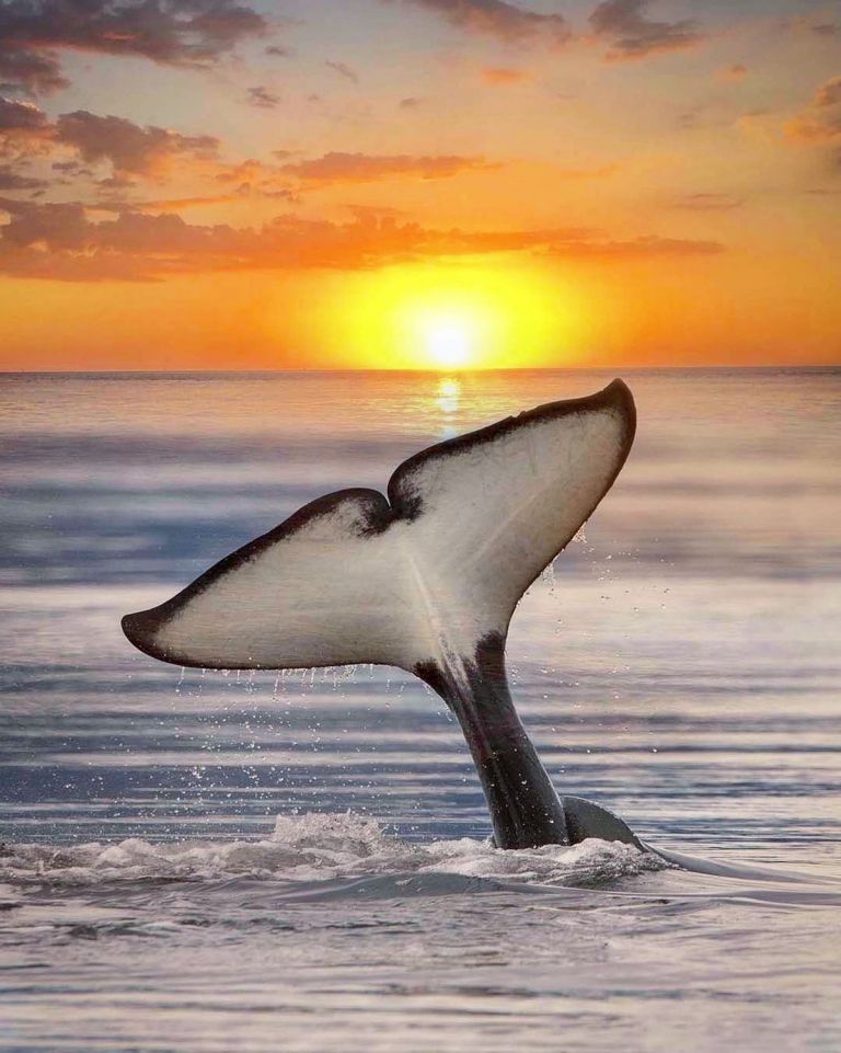 Orcas Merge with the Sunset to Create Incredible Images