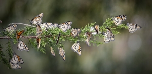 Millions of Monarch Butterflies Make One of the Rarest Sounds on Earth