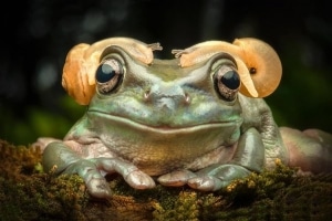 Wildlife Photographer Captures the Intimate Life of Frogs
