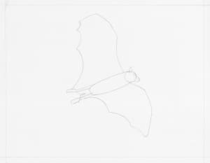Learn How to Draw a Bat Flying in the Sky Step by Step | My Modern Met