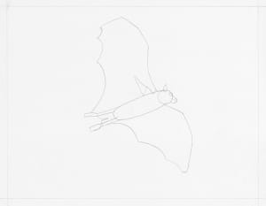 Learn How to Draw a Bat Flying in the Sky Step by Step | My Modern Met