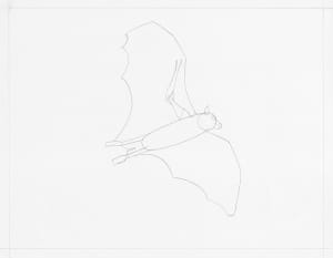 Learn How to Draw a Bat Flying in the Sky Step by Step | My Modern Met