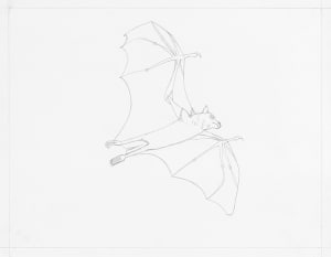 Learn How to Draw a Bat Flying in the Sky Step by Step | My Modern Met