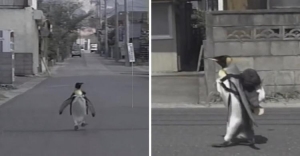 Watch LaLa Walk the Streets of Japan in Cute Penguin Video