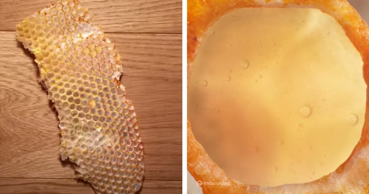 Photographer Zooms Into a Single Honeycomb Cell Using a Macro Lens