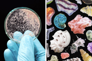 Macro Photographer Zooms in on Beach Sand Under a Microscope | My ...