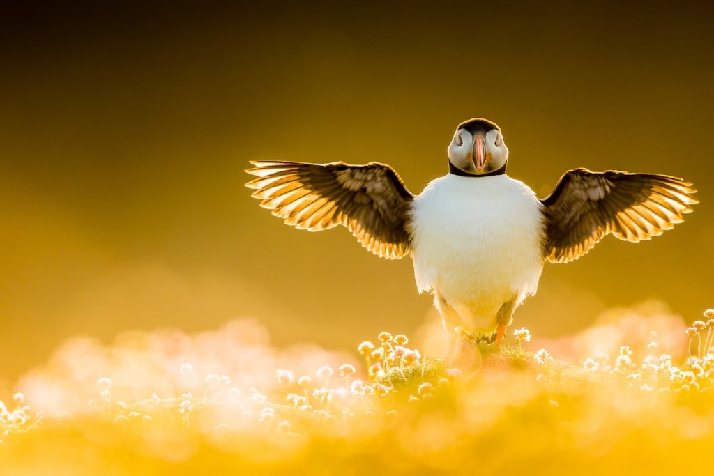 Winners of the 2021 Bird Photographer of the Year Contest