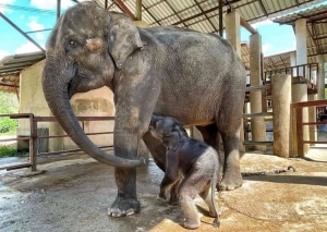 Chaba the Rescued Baby Elephant Loves Splashing Around in Her Bath