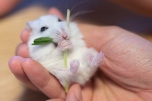 Hamster Looks So Happy Eating His Lucky Heart-Shaped Cucumber Slice
