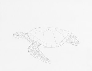 Learn How to Draw a Sea Turtle Swimming in the Ocean Step by Step