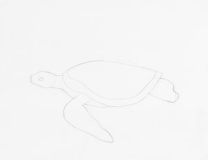 Learn How to Draw a Sea Turtle Swimming in the Ocean Step by Step