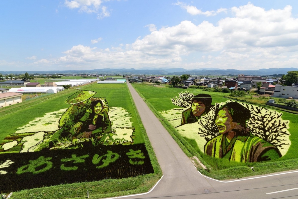 This Japanese Village Creates Amazing Rice Paddy Art Every year