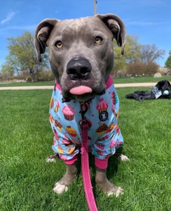 Woman Crafts Colorful Dog Clothes Especially for Pit Bulls