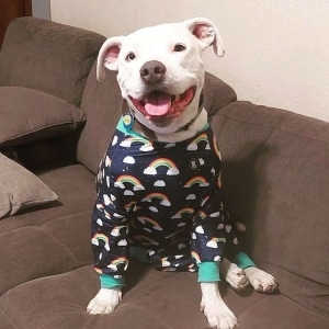 Woman Crafts Colorful Dog Clothes Especially for Pit Bulls