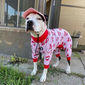 Woman Crafts Colorful Dog Clothes Especially for Pit Bulls