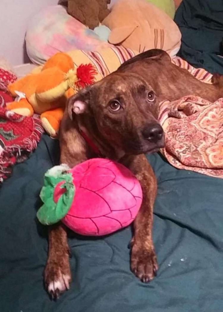Shelter Dog Gets Standing Ovation as He Leaves for New Home