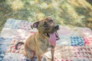 Shelter Dog Gets Standing Ovation as He Leaves for New Home