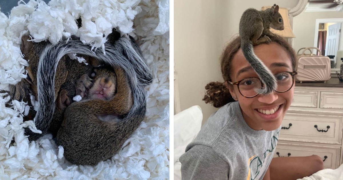 Teenager Saves Squirrels After Hurricane Ida Destroyed Their Nest