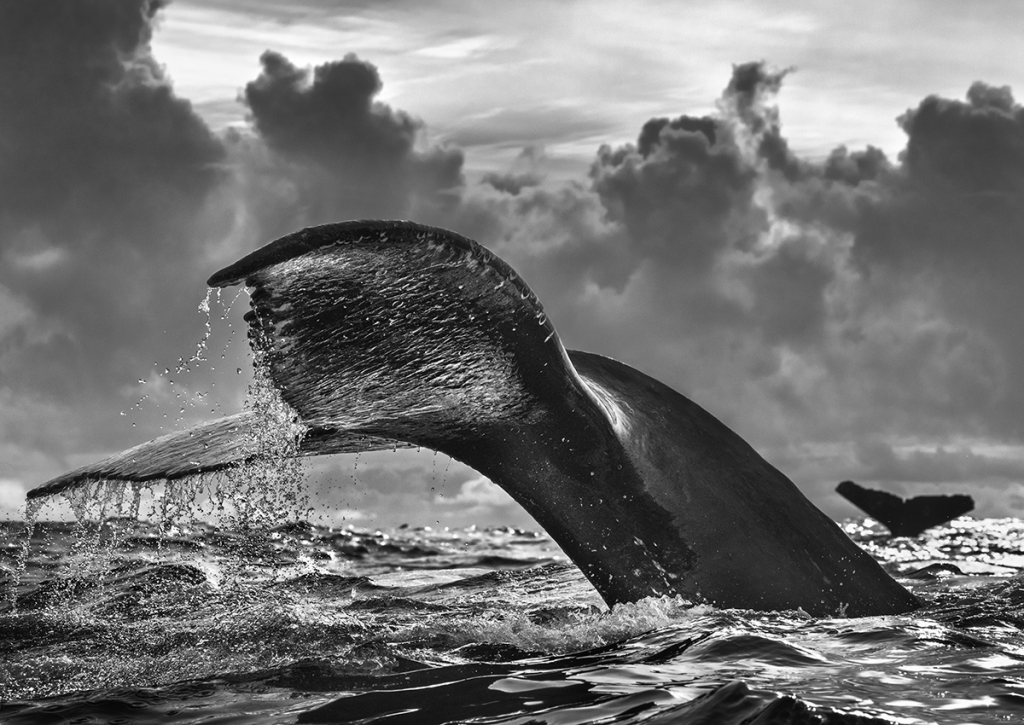 Fotos inéditas de vida silvestre del fotógrafo Chris Fallows