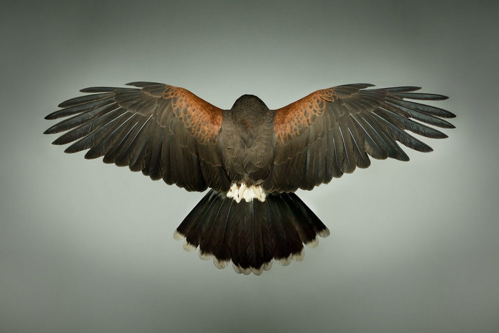 Stunning Portraits Capture the Power and Beauty of Raptor Birds in ...