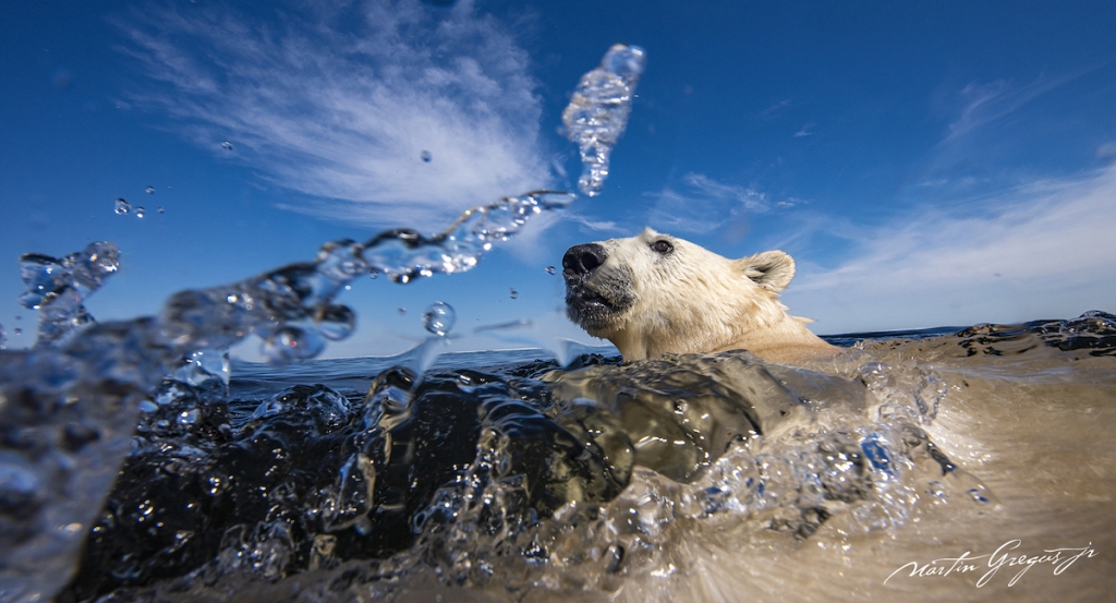 Drone Photographer Camps with Polars Bears for 33 Days