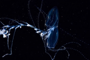 Radiant Nightlife of Otherworldly Deep Sea Creatures in the Mediterranean