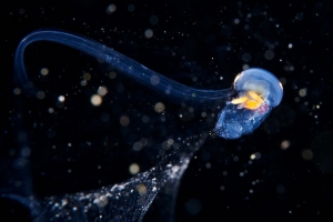Radiant Nightlife of Otherworldly Deep Sea Creatures in the Mediterranean