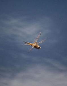 Actor Who Played Colin Creevey in Harry Potter Now a Pro Photographer