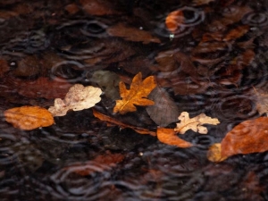 Actor Who Played Colin Creevey in Harry Potter Now a Pro Photographer