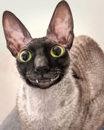 Pixel the Smiling Cat is Spreading Joy Online With His Goofy Grin