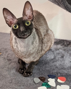 Pixel the Smiling Cat Is Spreading Joy Online With His Goofy Grin | My ...