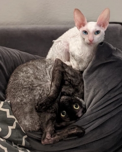 Pixel, el gato sonriente, alegra al internet con su sonrisa boba