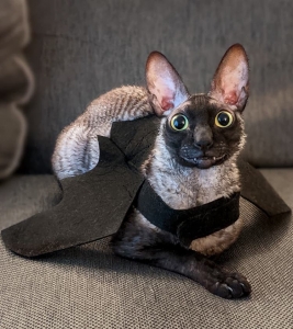 Pixel, el gato sonriente, alegra al internet con su sonrisa boba